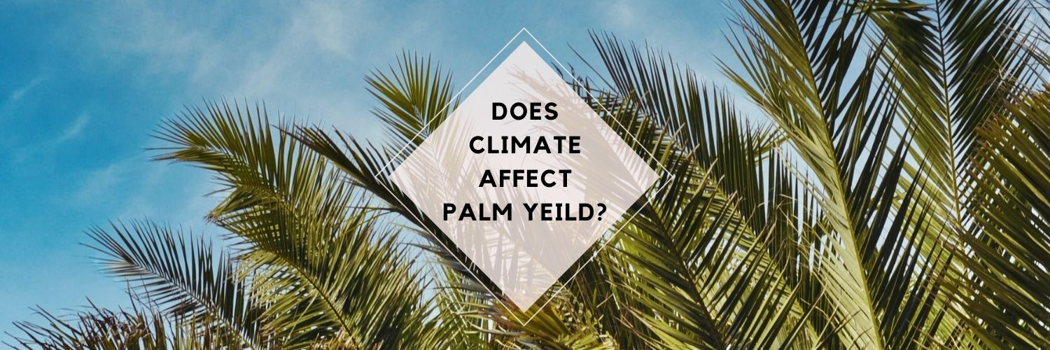 Impacts of climate change on palm oil production in Malaysia | RS Eco ...