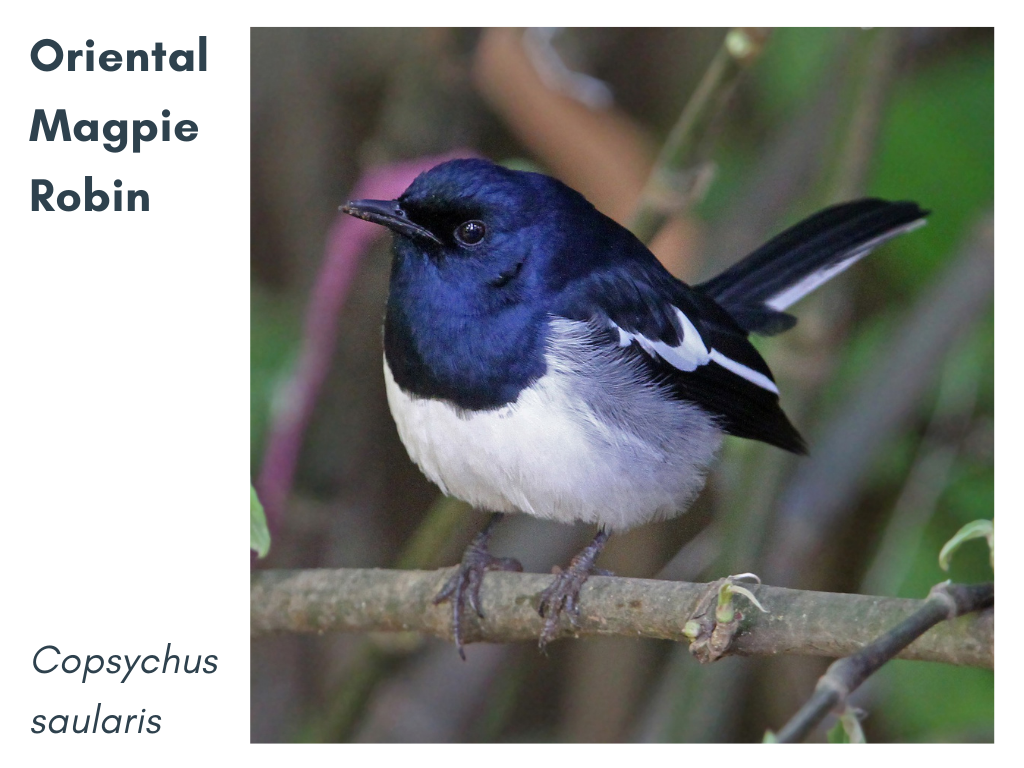 Diversity of Bird Species in MSPO & RSPO certified Malaysian Oil Palm ...