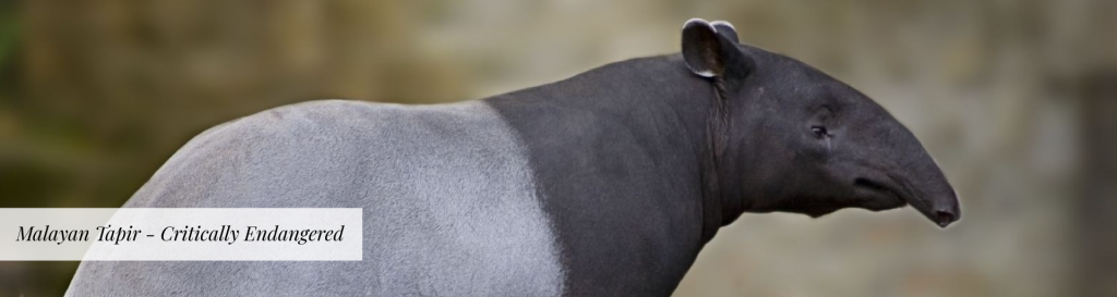 10 Endangered Animals in Malaysia | RS Eco Group Sdn Bhd